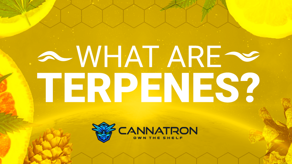 What Are Terpenes? A Guide to Cannabis Terpenes – Cannatron